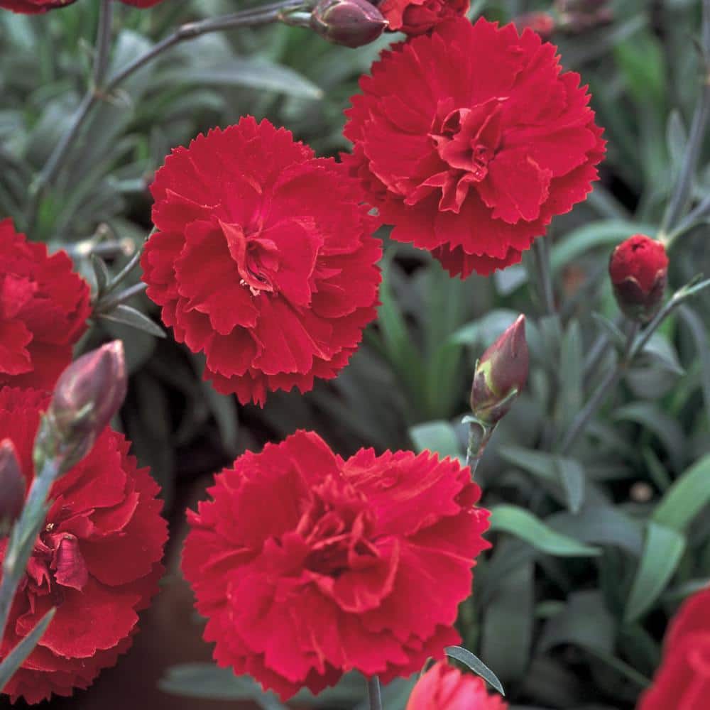 0.4 Qt. Radiance Red Dianthus Plant 58231 - The Home Depot