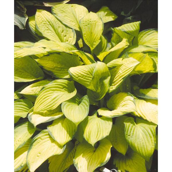 national PLANT NETWORK Bare Root Gold Standard Hosta Perennial Plant ...