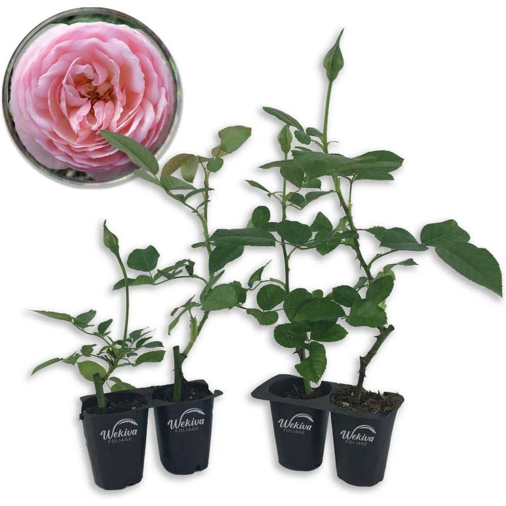 Wekiva Foliage Josephine Land Rose Bush 4-Live Starter Plants in 2 in ...