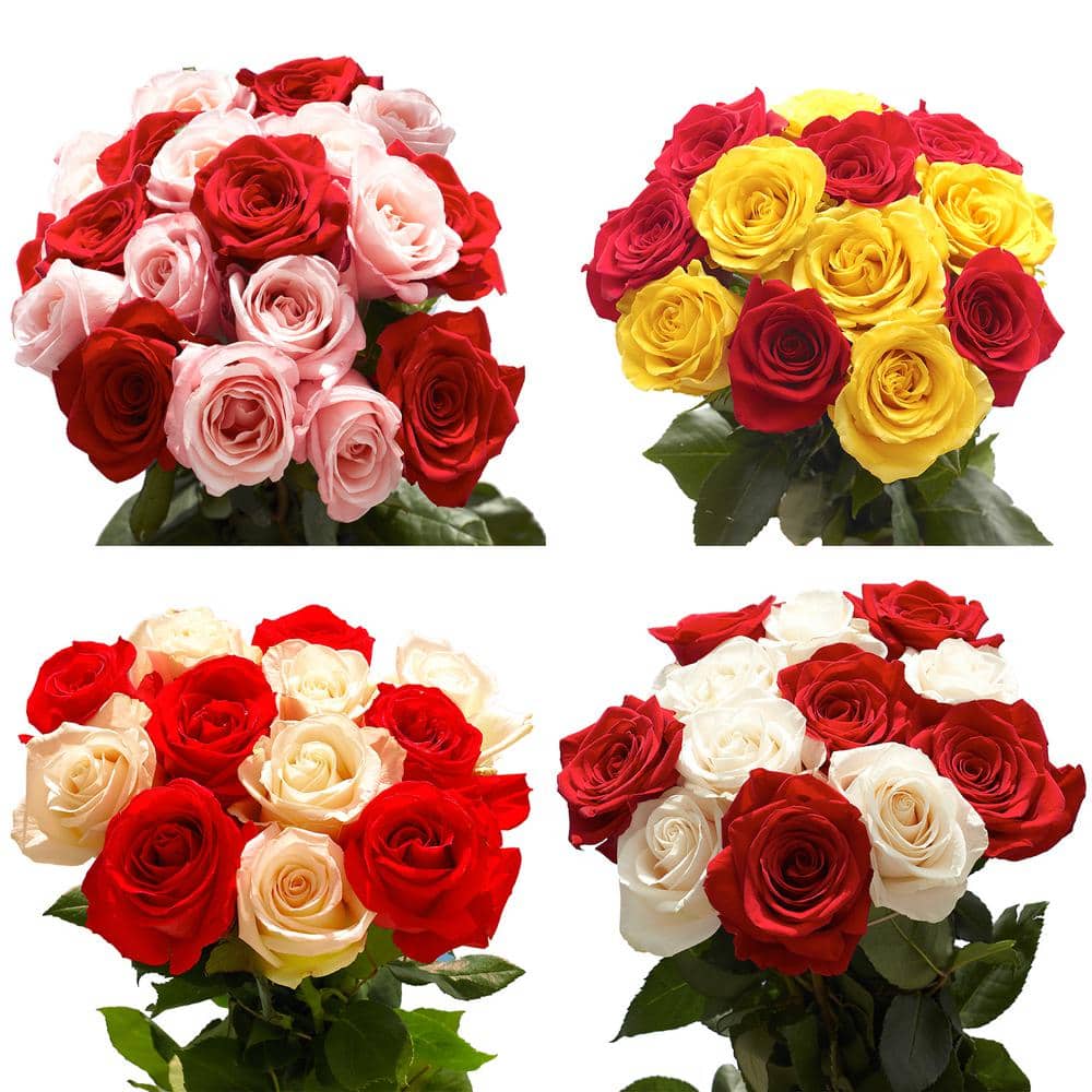 Globalrose Fresh 50 Assorted Roses - 2 Different Colors-50-assorted ...