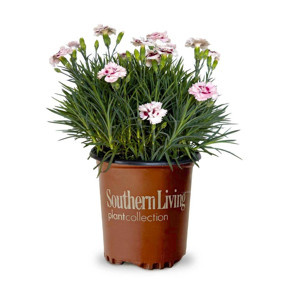 SOUTHERN LIVING 2.5 Qt. Raspberry Surprise Dianthus - Perennial Plant ...