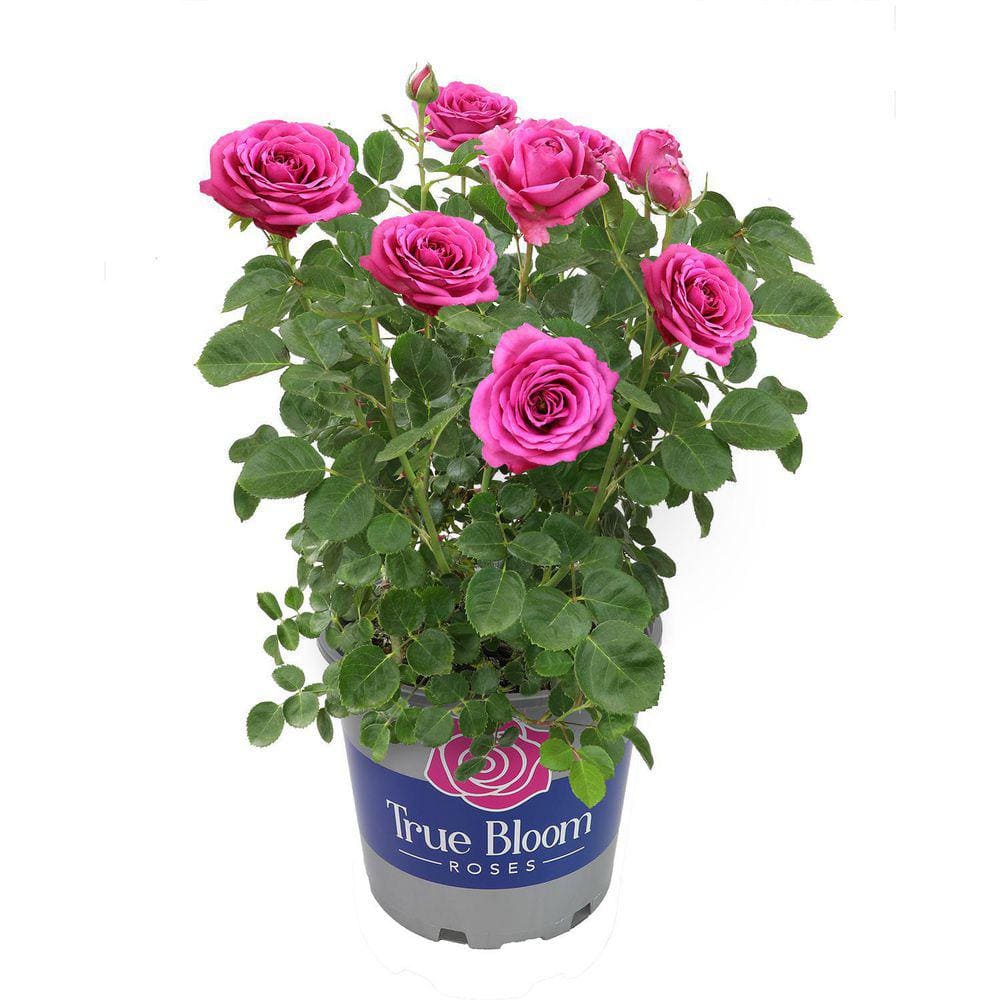 8 qt. True Bloom Rose Integrity with Pink Flowers 1003173787 - The Home ...