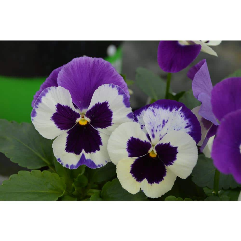 1.27 Qt. Delta Violet and White Pansy Plant (6-Pack) 600518 - The Home ...