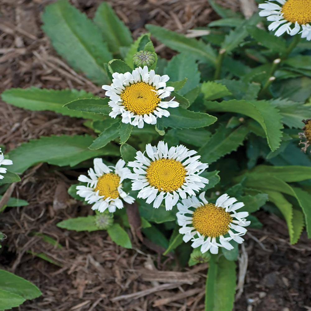 #1 LaCrosse White and Cream Shasta Daisy Plant 41113 - The Home Depot