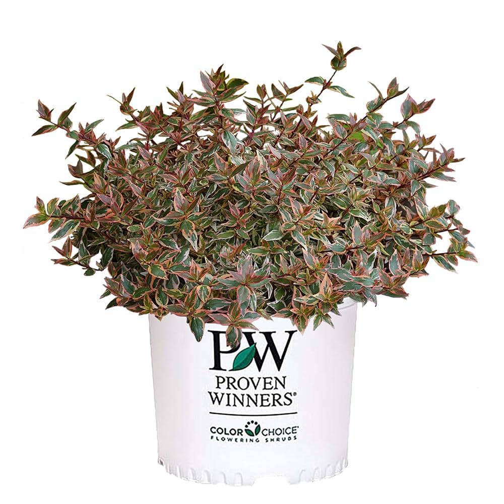 PROVEN WINNERS 2 Gal. Tres Amigos Abelia Shrub 17144 - The Home Depot