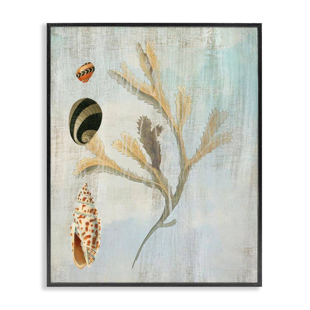 Stupell Industries Mixed Seashells & Coral by Susan Arnot Black Framed Animal Giclee Art Print ...