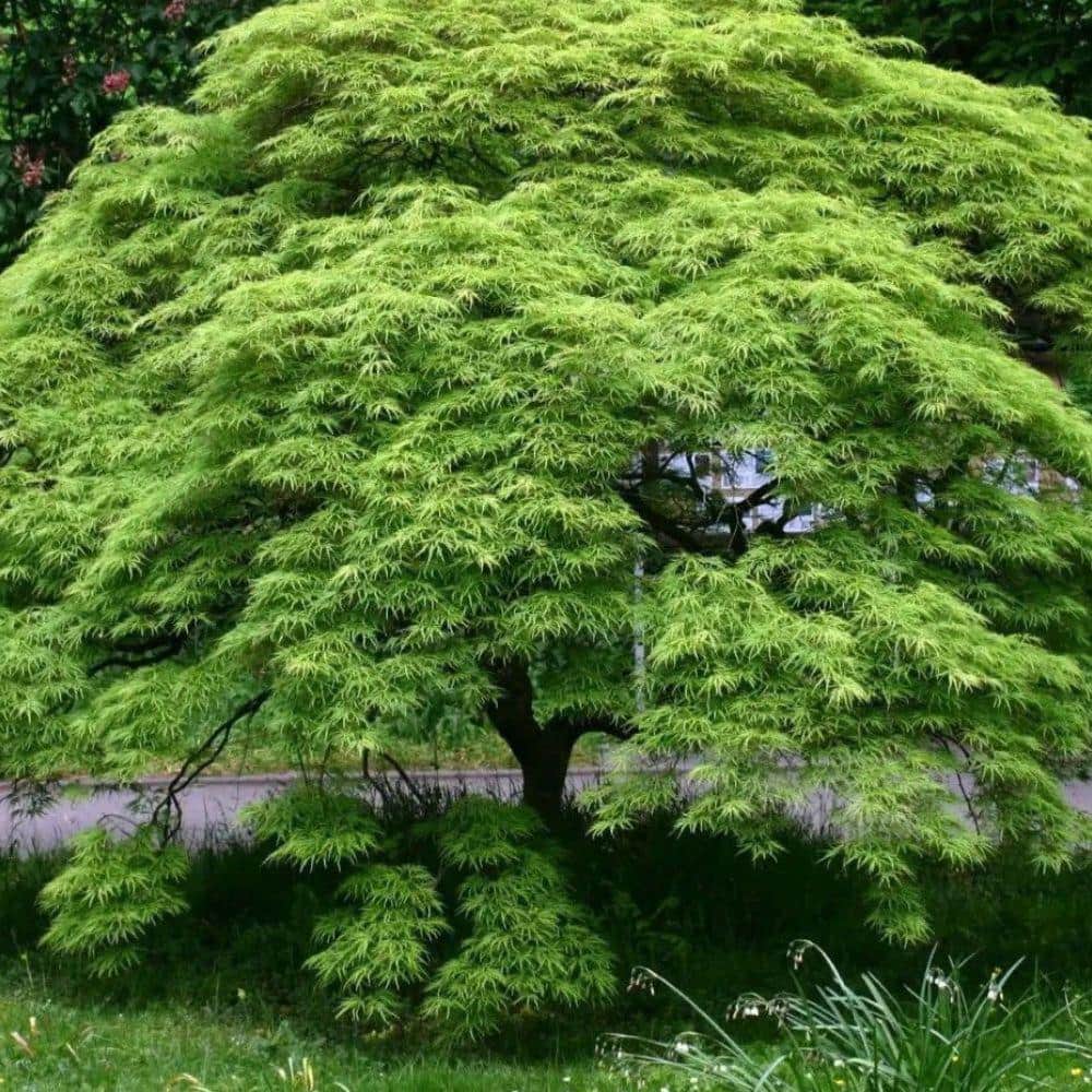 5 Gal. Green Japanese Maple Ornamental Tree MAPJGR05G - The Home Depot