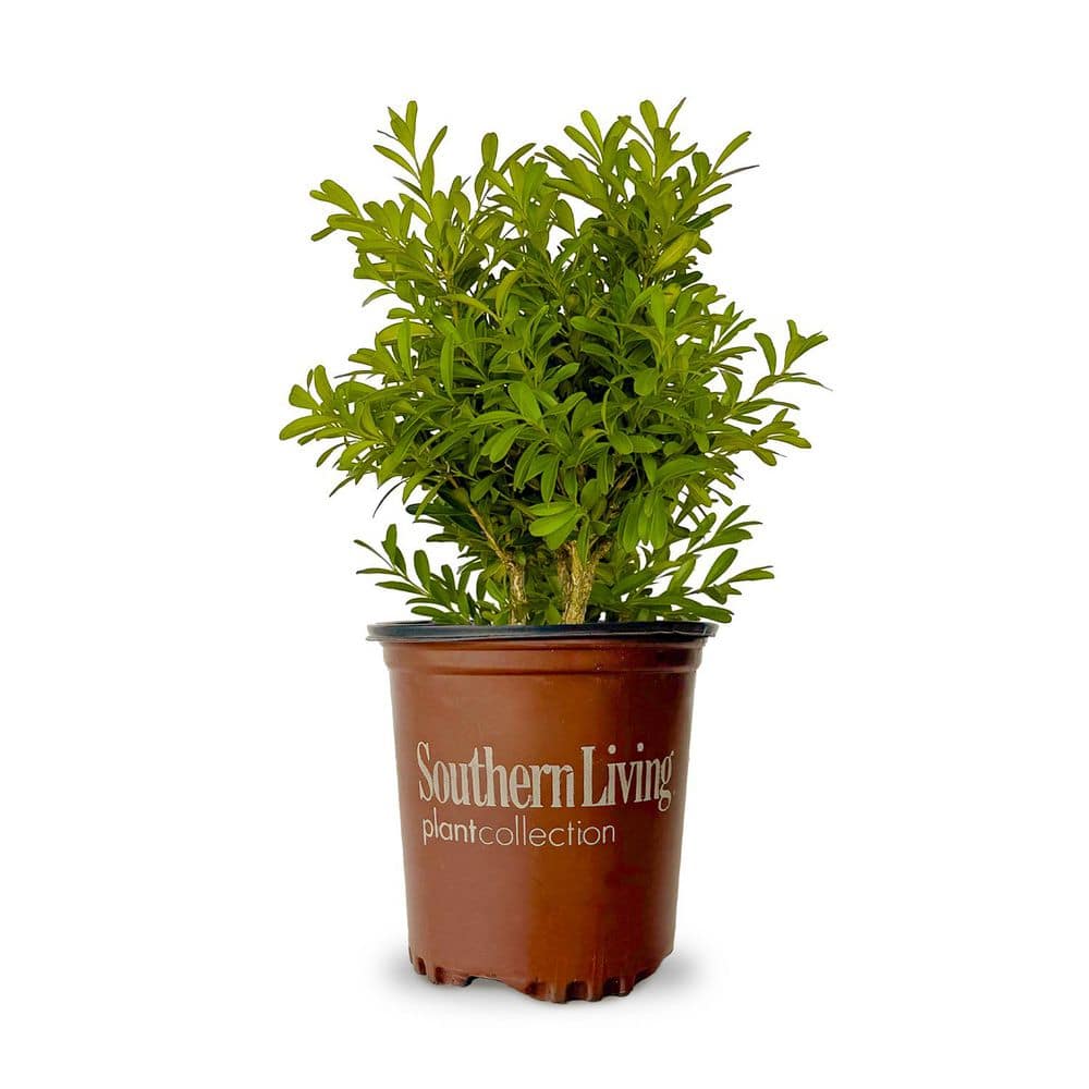 SOUTHERN LIVING 2.5 qt. Lucky Charm Boxwood (Buxus Microphylla) Live ...