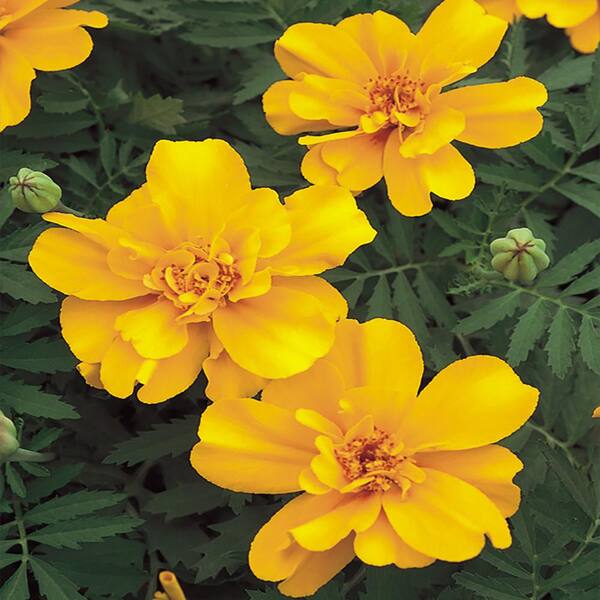 4 in. Durango Orange Marigold Plant (6-Pack) 4844 - The Home Depot