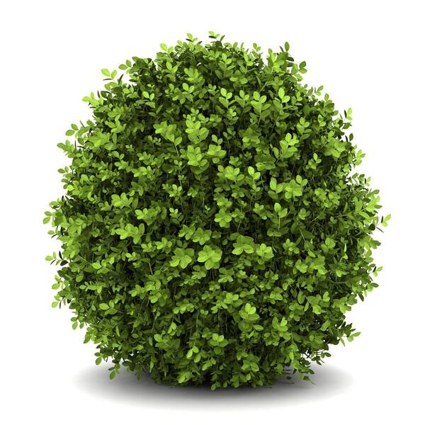 GARTENMEISTER 2.0 Gal. Little Missy Boxwood (Buxus microphylla 'Little ...