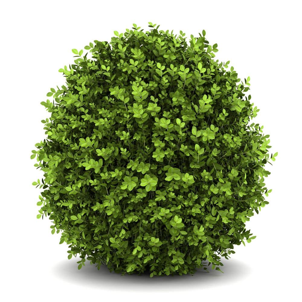 1 Gal. English Boxwood Shrub with Glossy Evergreen Foliage EGBX009 ...