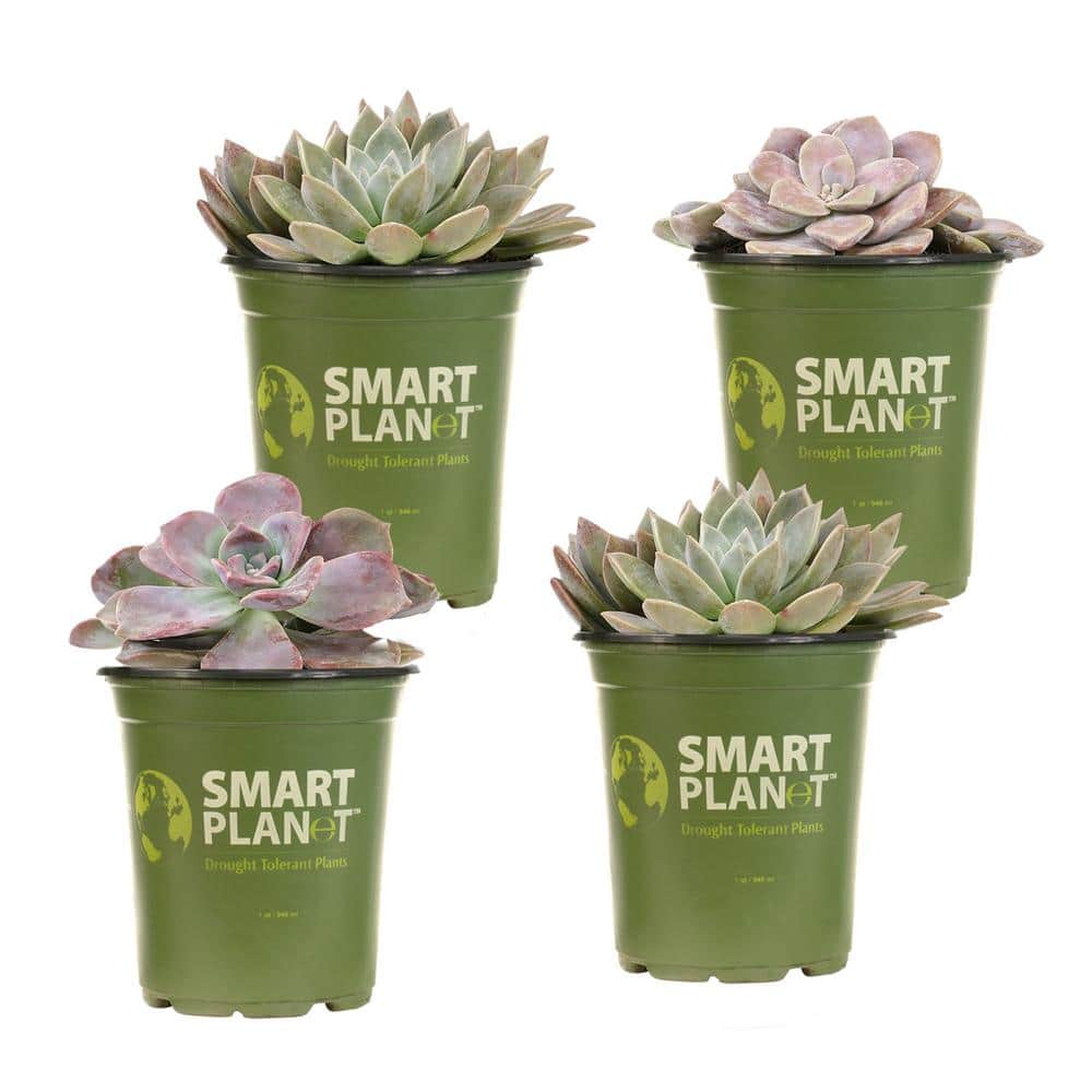 SMART PLANET 1 qt. Graptopetalum Assorted Succulents(4-Pack) 0872634 ...