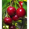 Online Orchards Van Cherry Tree Bare Root FTCH004 - The Home Depot
