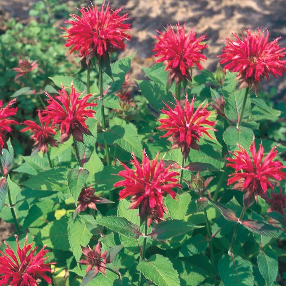BELL NURSERY 1 Gal. Red Bee-Balm Plant 4520 - The Home Depot