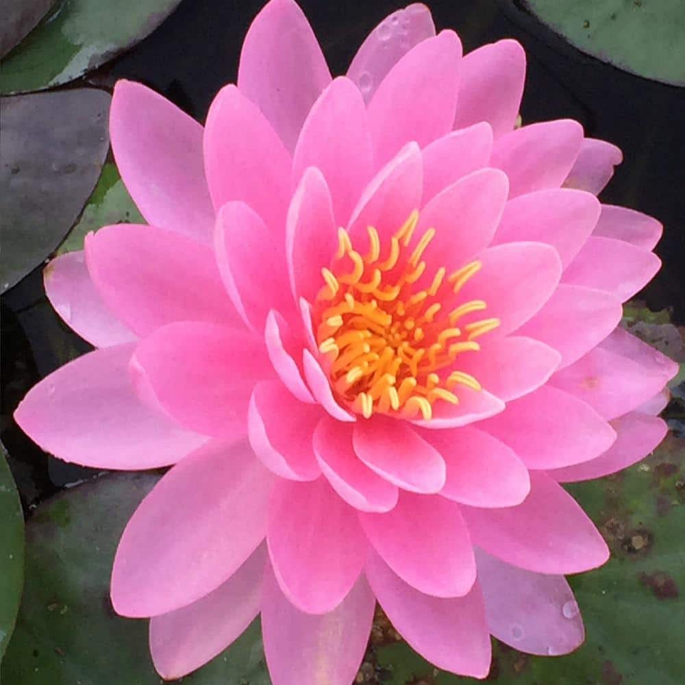 Givhandys 4-1/2 in. Potted Mayla Hardy Water Lily Aquatic Pond Plant Mayla