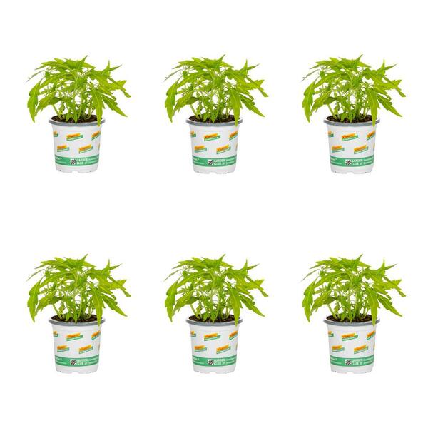 Vigoro 1 Pt. Coleus Painted Nettle Flamethrower Salsa Verde Green ...