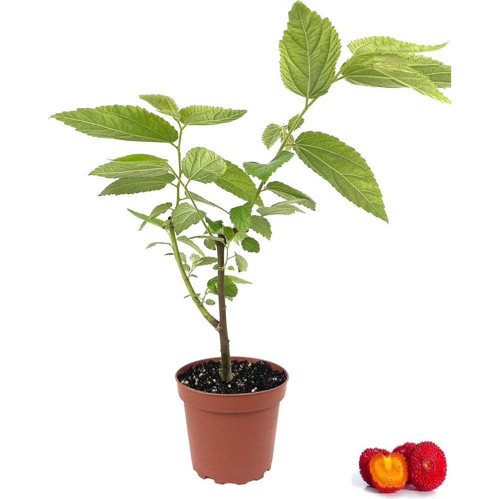 Wekiva Foliage Strawberry Tree-Live Plant in a 4 in. Growers Pot ...