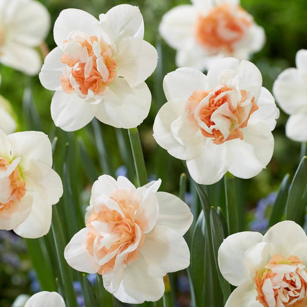 Vigoro 14/16 cm, Pink Paradise Double Daffodil Flower Bulbs (Bag of 25 ...