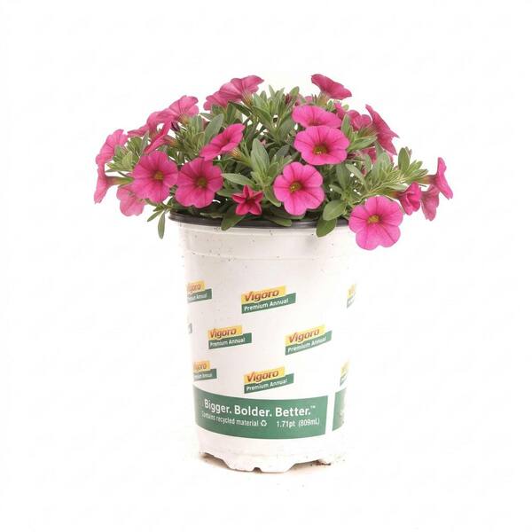 Kawahara Nurseries 1 qt. Conga Calibrachoa Annual Plant with Rose ...
