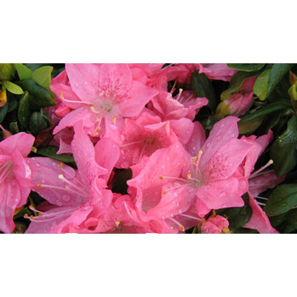 national PLANT NETWORK 2.25 Gal. Pink Pearl Azalea Plant with Pink ...