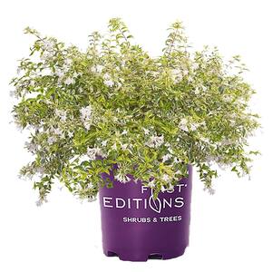 FLOWERWOOD 3 gal. Kaleidoscope Abelia with Petite White Blooms and ...