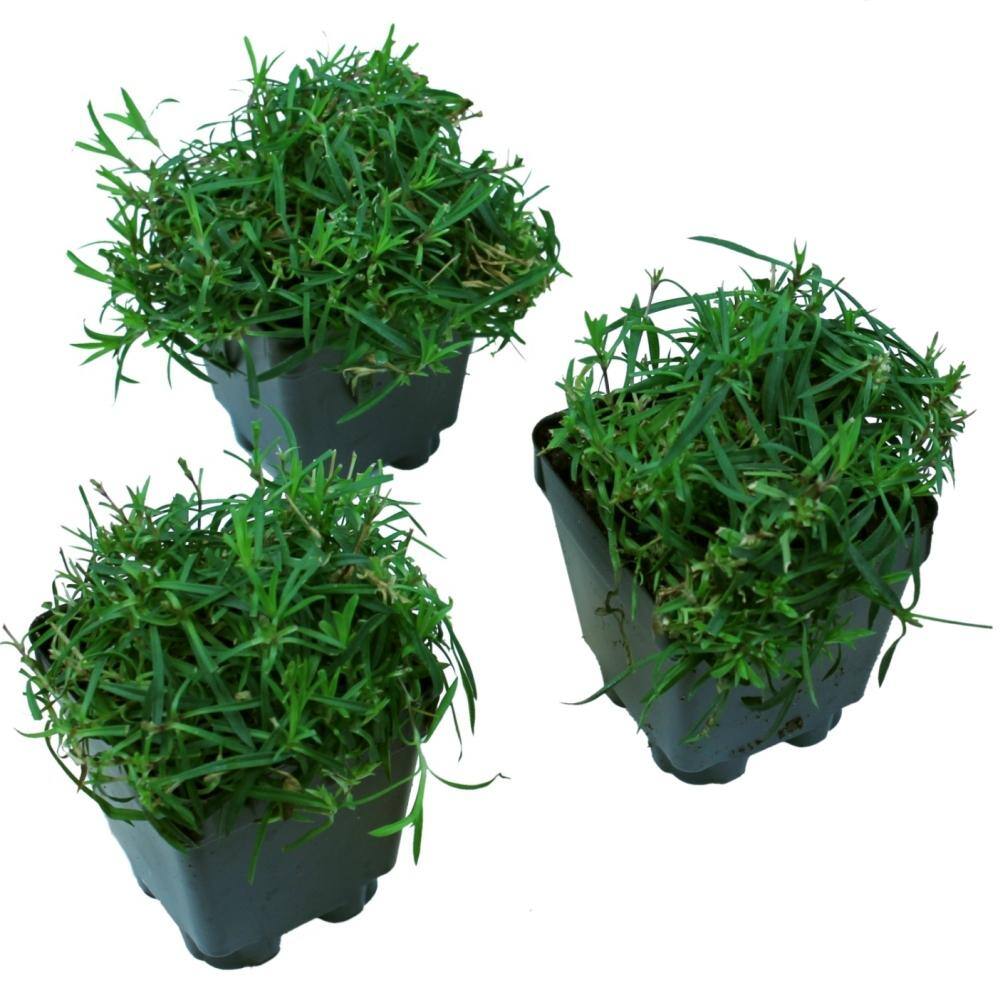 national PLANT NETWORK 2.5 in. Dianthus Pretty Poppers Electric Red ...