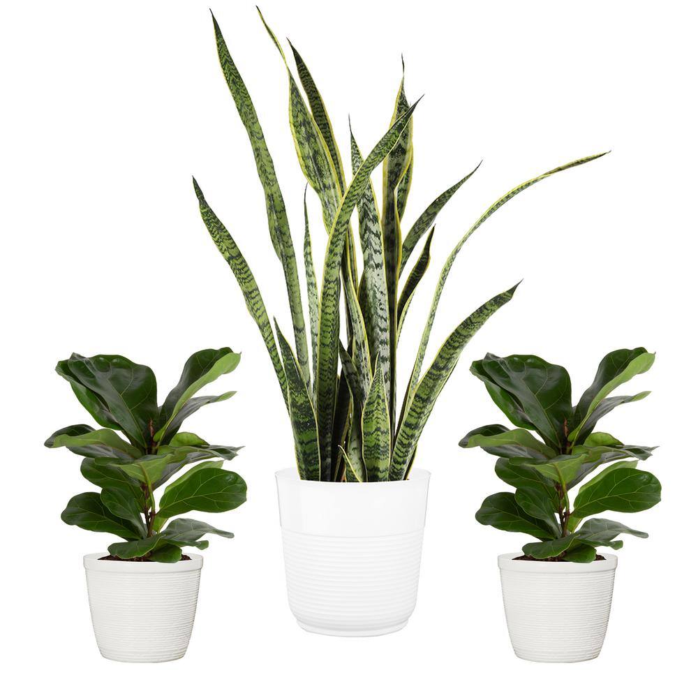 Vigoro 10 in. Sansevieria and (2) 6 in. Lyrata Bush Plant in White ...
