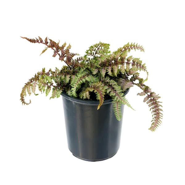 2.5 qt. Perennial Fern Athyrium Red Beauty (1-Pack) 2516 - The Home Depot