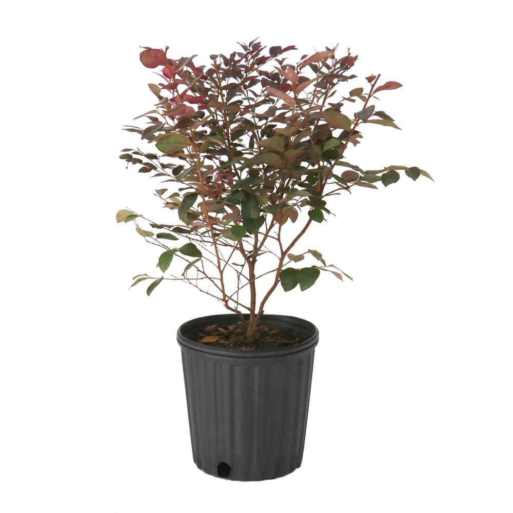 national PLANT NETWORK 1 Gal. Chinese Fringe Flower Chang's Ruby Loropetalum Shrub HD2752 - The ...
