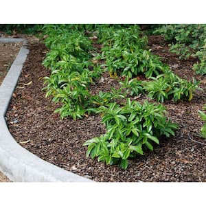 Online Orchards 1 gal. Dwarf English Laurel Shrub – Compact Evergreen ...