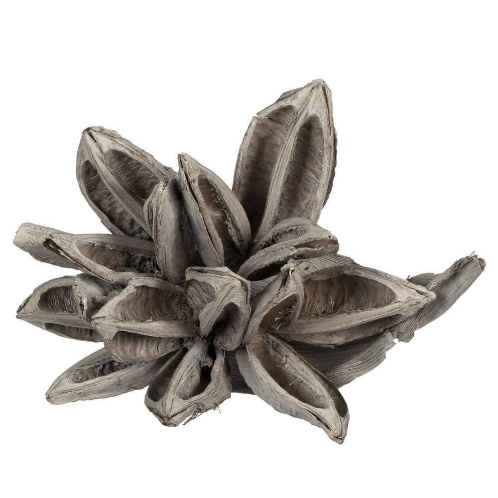 Vickerman 6 in. Whitewash Preserved Star Pod, 1-Piece H2STA900 - The ...