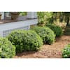 PROVEN WINNERS 1 Gal. Sprinter Boxwood (Buxus) Live Evergreen Shrub ...
