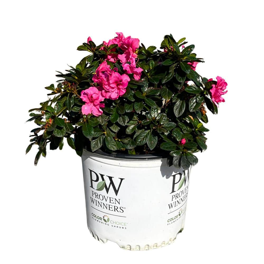Alder & Oak #3 Container-Double Dark Pink Flowering Azalea Shrub AZDP03 ...