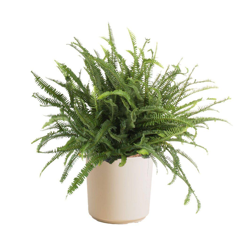 Reviews for Costa Farms Kimberly Queen Fern Indoor/Outdoor Plant in 9. ...