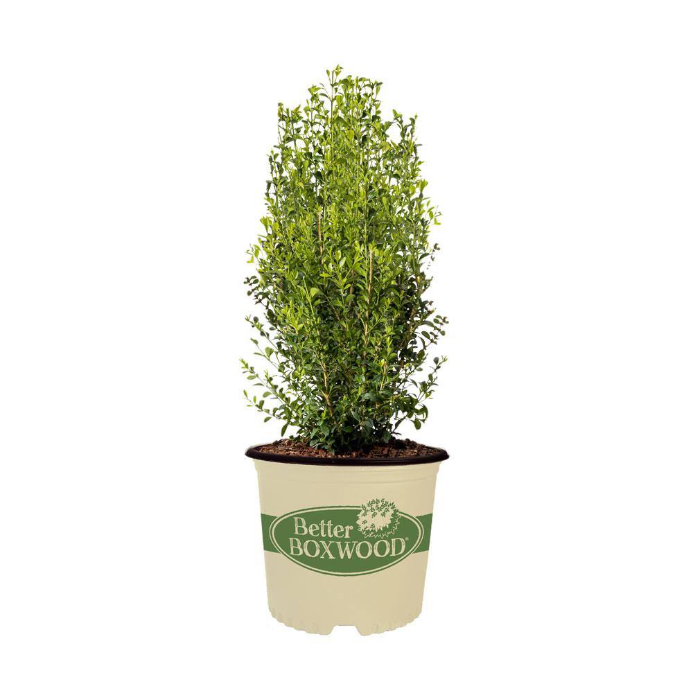 BETTER BOXWOOD 2 Gal. Heritage Boxwood, Evergreen Shrub With Glossy ...