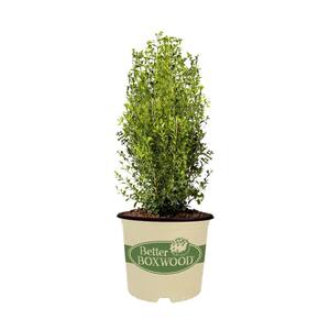 BETTER BOXWOOD 2.5 qt. Renaissance Boxwood, Evergreen Shrub with Glossy ...
