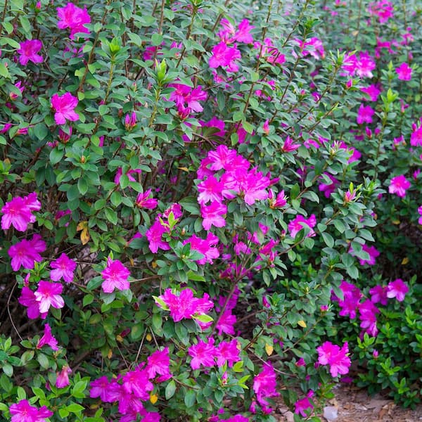 Formosa azalea store