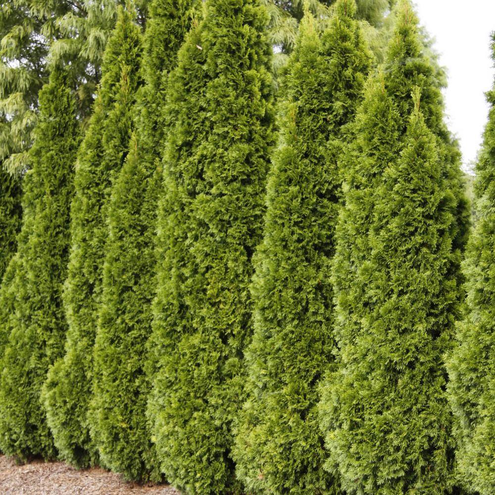 Gardens Alive! 18 in. to 24 in. Tall Emerald Green Arborvitae (Thuja ...