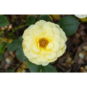 Sunblaze Bareroot Sunblaze Lemon Mini Rose Bush with Cream Yellow ...