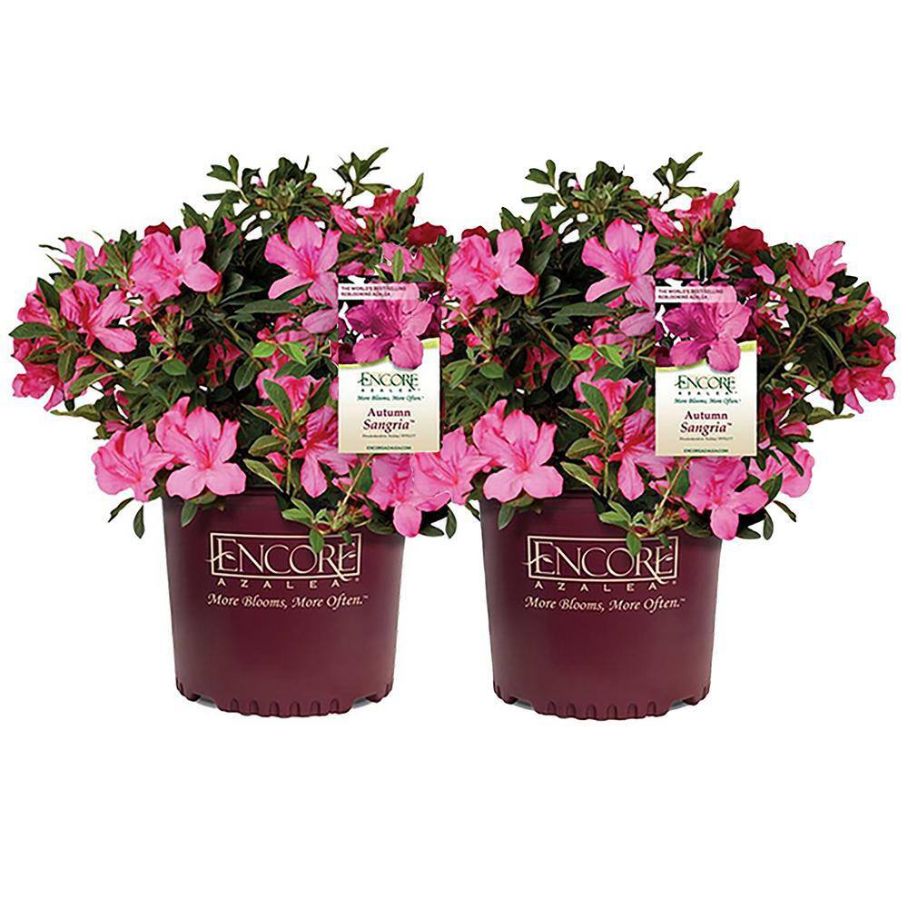 ENCORE AZALEA 1 Gal. Autumn Sangria Shrub with Pink Flowers (2-pack ...