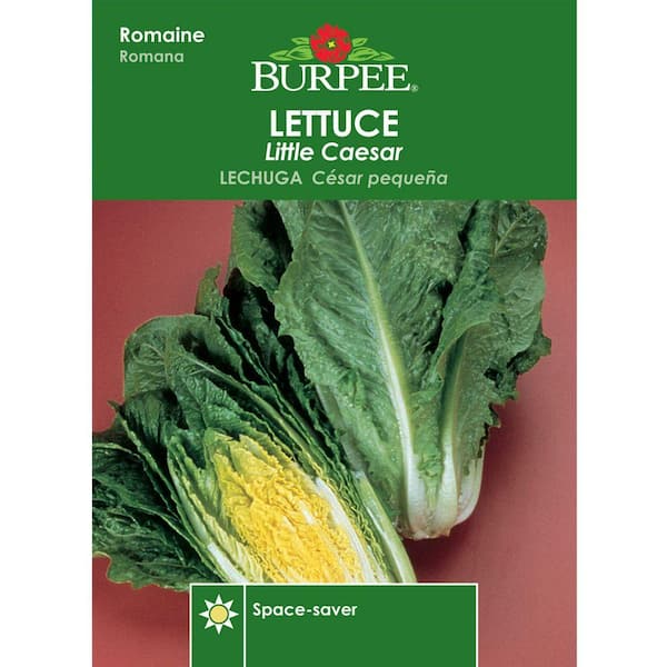 Burpee Head Little Caesar Lettuce 66746 - The Home Depot