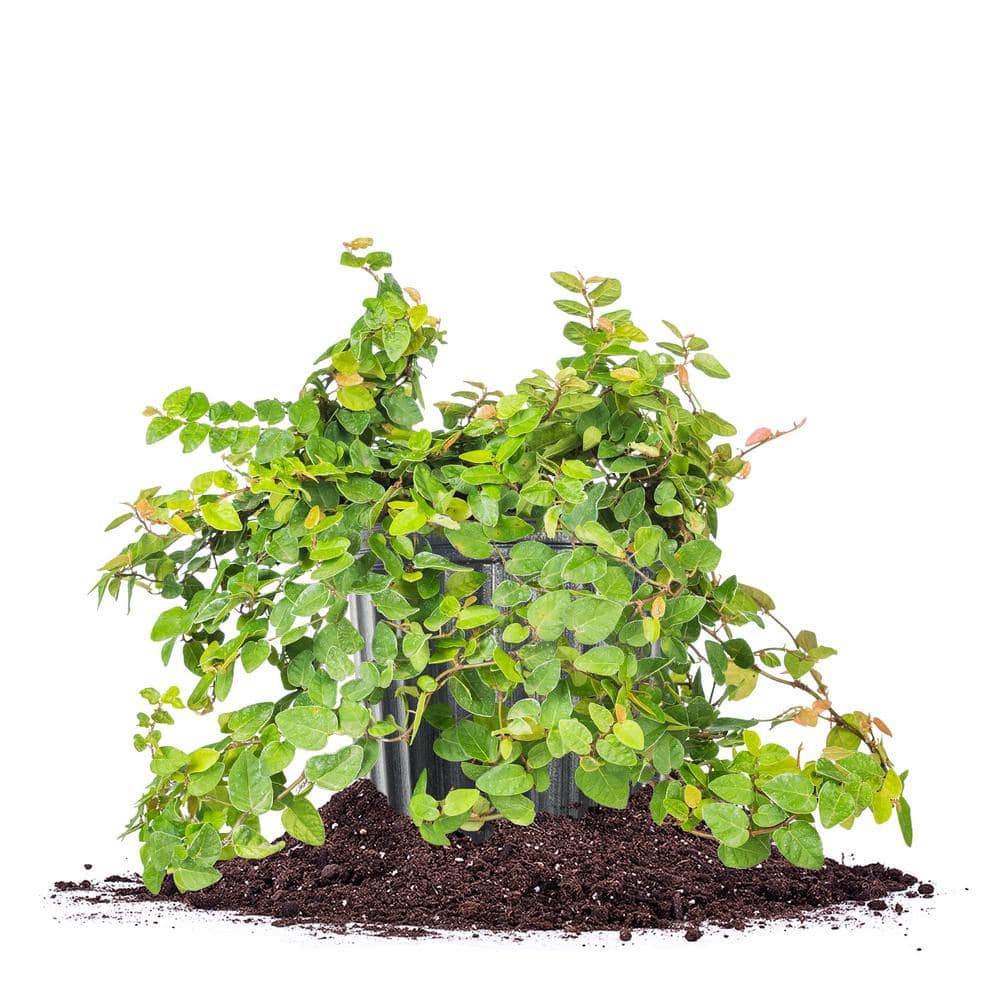 Perfect Plants Creeping Fig Vine 1 Gal. Grower’s pot, Evergreen Ground ...