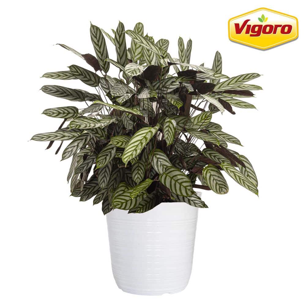 Vigoro 12 in. Vigoro Calathea Setosa Prayer Plant in White Decor Pot ...