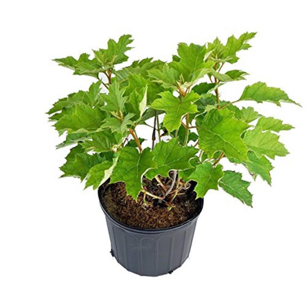 Green Promise Farms 3 Gal. Snow Queen Oakleaf Hydrangea, Live Plant ...
