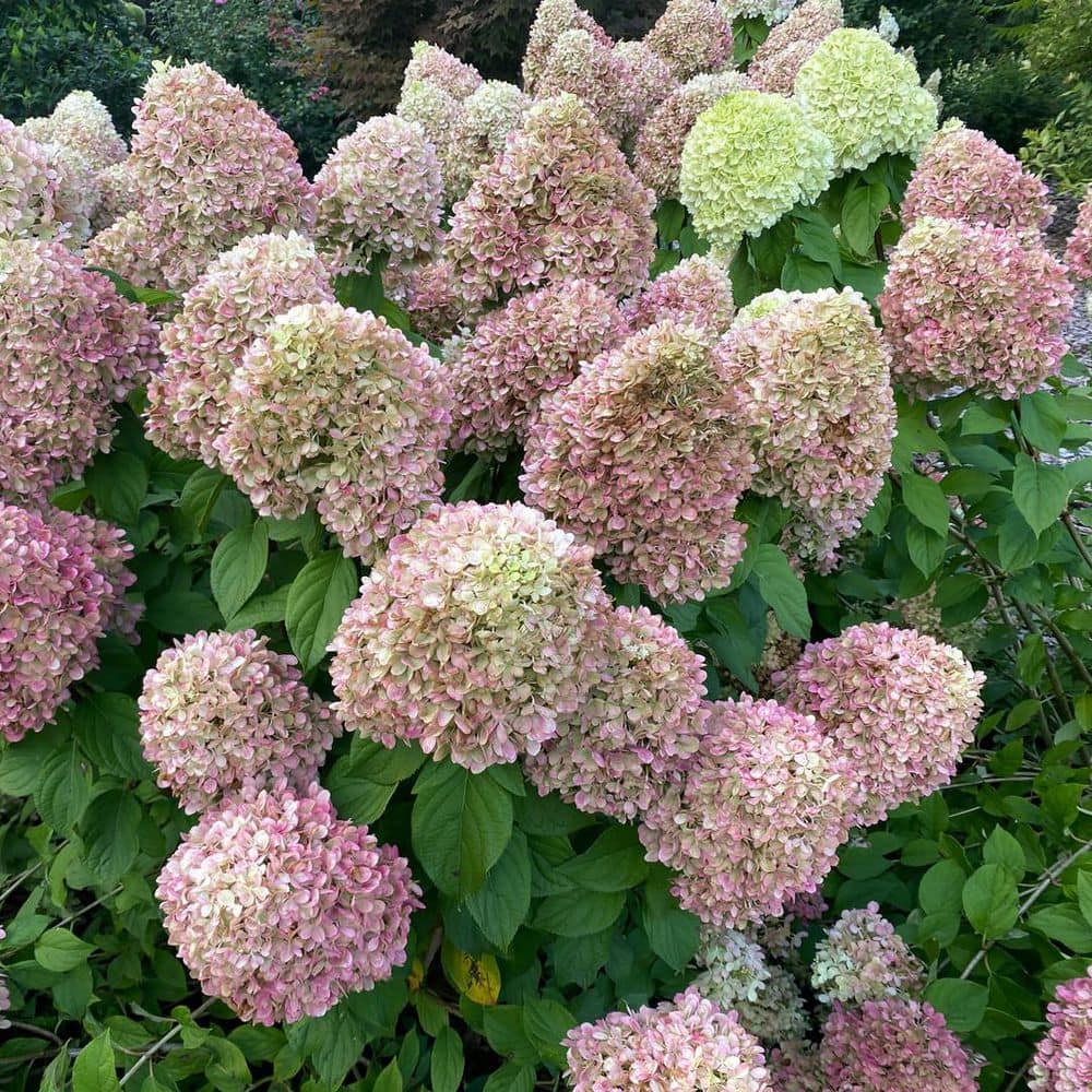 Proven Winners 1 gal. Powerball Panicle Hydrangea (Paniculata) Live ...