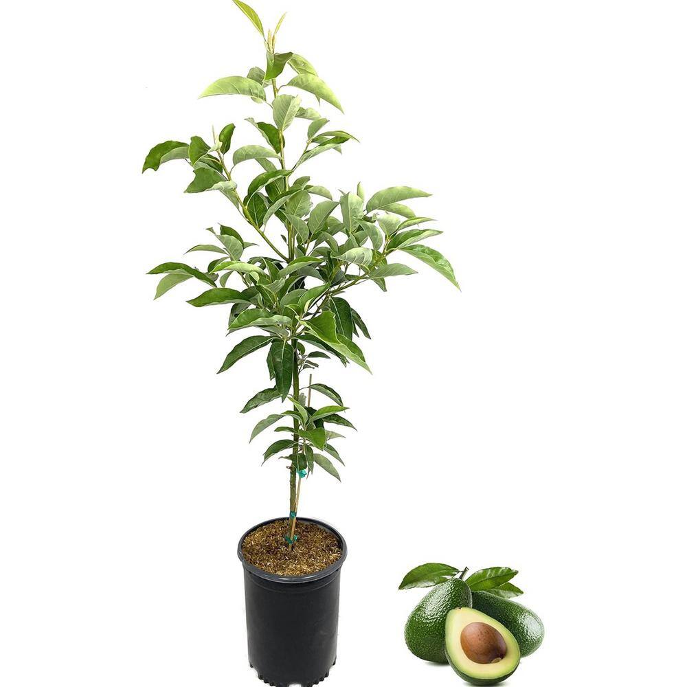 Wekiva Foliage Avocado Tree-Live Tree in a 3 Gallon Pot-Grower's Choice ...