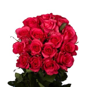 Globalrose 50 Stems of Hot Pink Hot Princess Roses- Fresh Flower ...