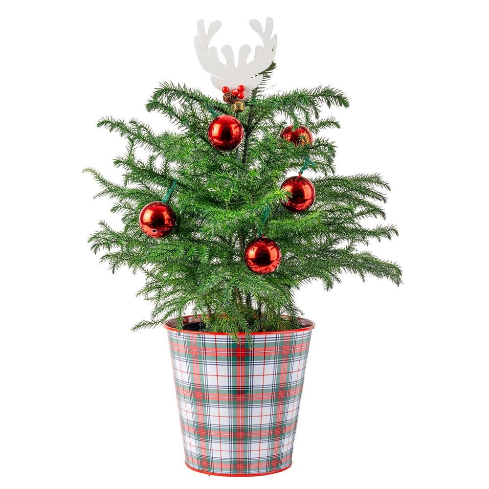 Reviews for Costa Farms Norfolk Island Pine Indoor Plant in 6in ...
