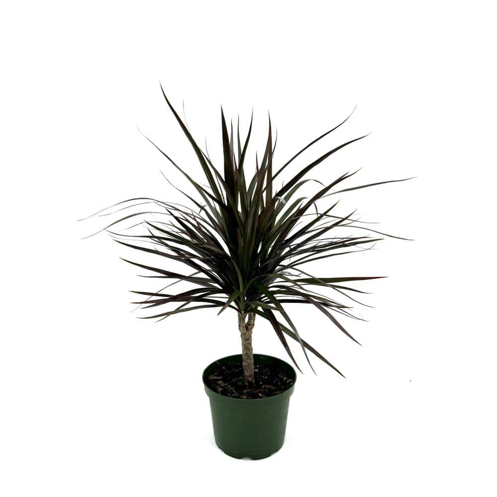 HAMPSHIRE FARMS 6 in. Dracaena Magenta Standard Plant in Grower Pot ...
