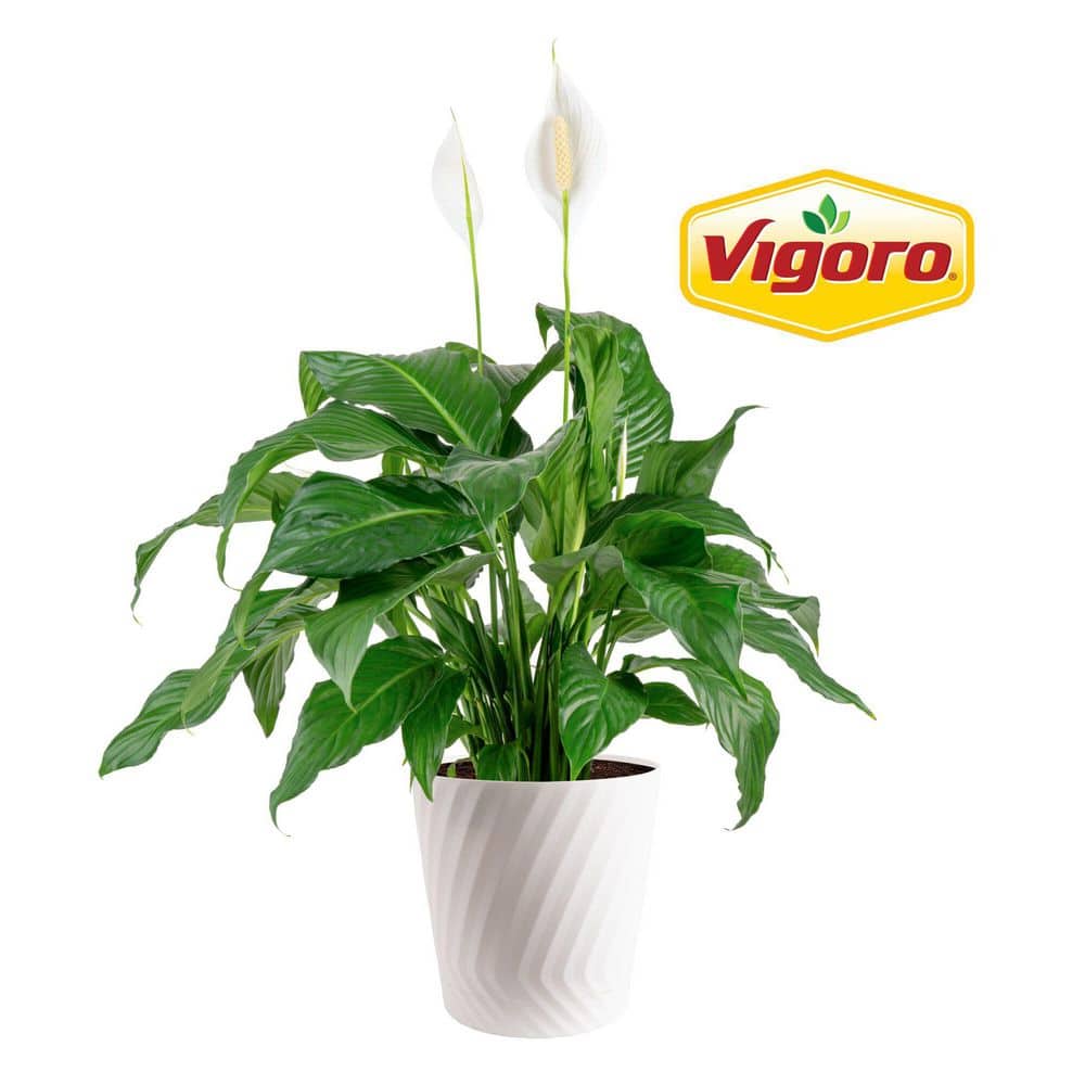 Vigoro Spathiphyllum Peace Lily Indoor Plant in 12 in. Decor Pot ...